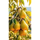 Pear babugosha dwarf grafted live trees Naspati hybrid Pear Fruit Plant ...