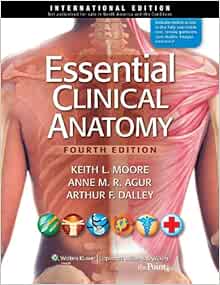 Essential Clinical Anatomy, International Edition : Keith L. Moore PhD ...
