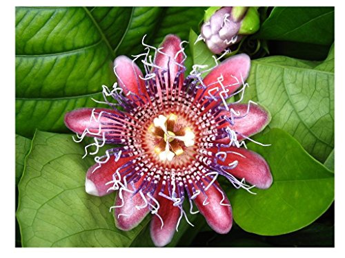 Semez la passiflore - fruits de la passion