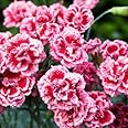 Pack x6 Dianthus Scent First® Sugar Plum Pinks Perennial Garden Plug ...