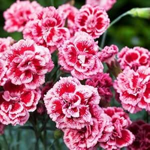 Pack x6 Dianthus Scent First® Sugar Plum Pinks Perennial Garden Plug ...
