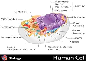 Human Cell Poster A1 A2 A3 A4 Science Children Learning Biology School ...