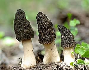 Noir Morille (Morchella elata) Mycélium Spores Spawn Graines séchées ...