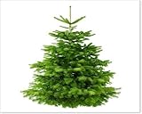 Der Tannenbaumratgeber - Tipps zum Weihnachtsbaum - Gartenzeitung.com