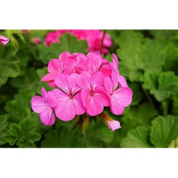 Pink Geranium seeds - Pelargonium -: Amazon.co.uk: Garden & Outdoors