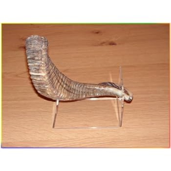 Small Ram's Rams HORN SHOFAR 10"-13" medium From Israel New Jewish ...