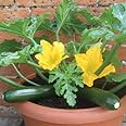 Organic Zucchini Courgette F1 Midnight Vegetable Seeds - Spring/Summer ...
