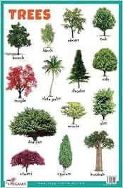 Buy Trees - Educational Chart Book Online at Low Prices in India ...