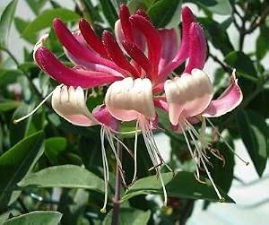 Lonicera Japonica VAR. Repens - Creeping Japanese Honeysuckle : Amazon ...