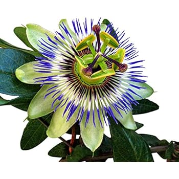 Passion Flower Plant Collection - Pack of 3 Varieties in 9cm pots ...