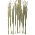 VAHISSH Natural Organic THARBAI PUL, DARBA Grass, DHARBA KUSA (10 ...