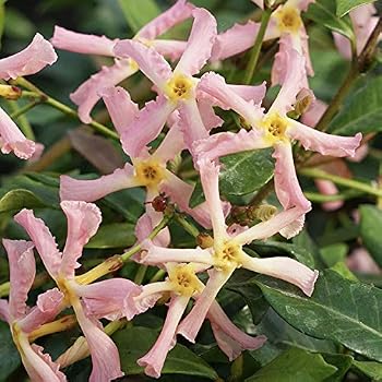 Scented Evergreen Star Jasmine. Large 5ft+ plants in 7.5 Litre pots ...