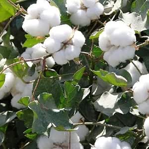 Plant House Live Kapas - Cotton Plant with Pot: Amazon.in: Garden ...