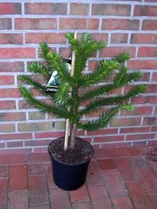 Araucaria araucana, Höhe: 85-90 cm,Schmucktanne, Affenbaum ...