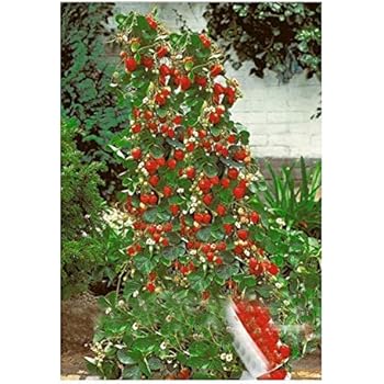 SEMENCES DE FRAISES GÉANTES "Giant" / Fragaria ananassa / ca.100 ...