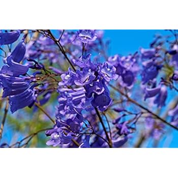 Grow Your Secret Garden Stunning Blue Jacaranda Seeds: Amazon.co.uk ...