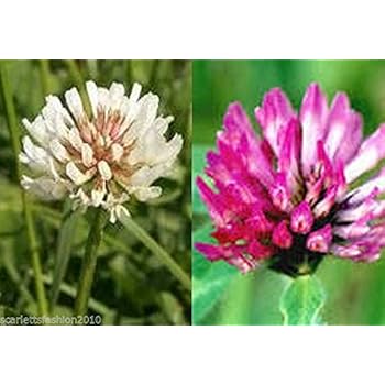 1kg RED WHITE CRIMSON MIX Clover Seeds Green Manure WILD FLOWER 1 kg ...