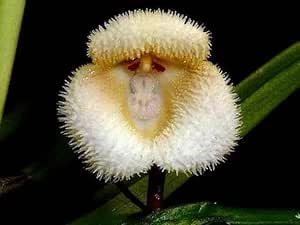 Exotic Plants scimmia faccia orchidea - - 50 semi : Amazon.it: Giardino ...