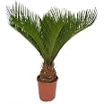 Palma del Sagú (Cycas Revoluta) Natural Palmera de Exterior: Amazon.es ...