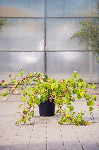 Japanische Weinbeere, Rotborstige Himbeere - eine tolle Beere für den ...