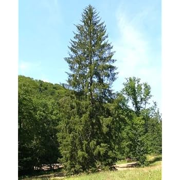 Gemeine Fichte - Picea abies - Koniferen - Fichten - Fichtensamen ...