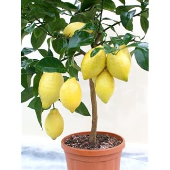 Lemon tree Standard - 1 tree: Amazon.co.uk: Garden & Outdoors