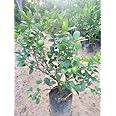 Mphmi Plants Amazingplant nimboo, Lemon Tree Kagzi lime, Grafted ...