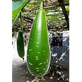 Gachwala Dark Green Bottle Gourd Seeds (Tile Lomba Lau Nargis ...