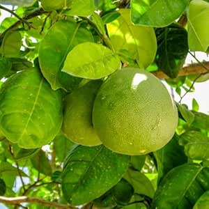 Plantsouk Sweet Citrus Pomelo, Chakotra, Gagar Nimbu (Healthy Live ...