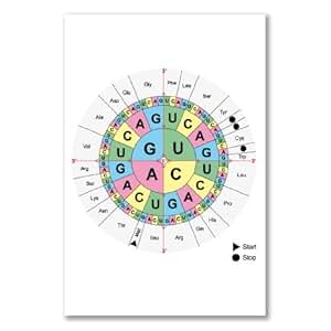 Poster art print: CODONS SUN BASE SEQUENCE ENCODES AMINO ACID BIOLOGY ...