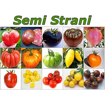 50 Semi POMODORO GIGANTE ITALIANO il più Grande Pomodoro del Mondo ...