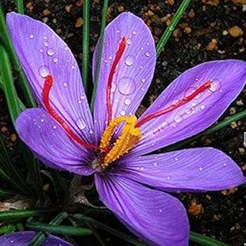 100PC Saffron seeds, saffron flower seeds, saffron crocus seeds, Garden ...