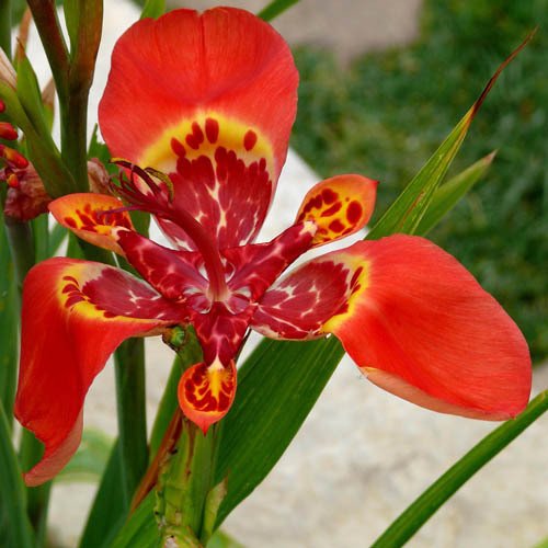 Tigridia, oeil de paon : plantation, culture, entretien