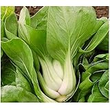 PAK CHOI - Dwarf Canton White - Chinese - 300 seeds : Amazon.co.uk: Garden