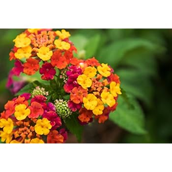 Grow Your Secret Garden Lantana Camara Seeds: Amazon.co.uk: Garden & Outdoors