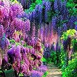 20 Plantas Trepadoras con Flor Que Debes Tener en Casa - Estreno Casa