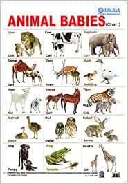 Buy Animal Babies Chart Book Online at Low Prices in India | Animal ...