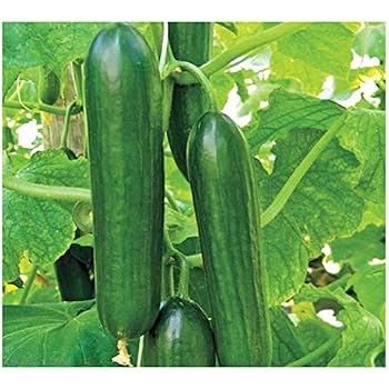 Unwins Cucumber Mini Munch F1 Seeds: Amazon.co.uk: Garden & Outdoors
