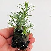 Pack x6 English Lavender Angustifolia 'Munstead' Perennial Garden Plug ...