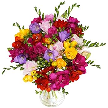 Clare Florist Gorgeous Scented Freesia Fresh Flower Bouquet: Amazon.co ...