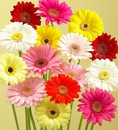Gerbera : variétés et conseils de culture