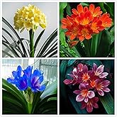 Vere bulbi di clivia, pianta di clivia, bulbi di Fiori, (Non Semi di ...