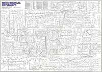 Biochemical Pathways - Gerhard Michal, Editor, Third Edition Part 1 und ...