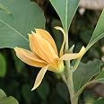 Sonchafa Flower/swarna flower plant pack of 1 live plant : Amazon.in ...