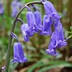 100 x English Bluebell Bulbs - Hyacinthoides Non Scripta: Amazon.co.uk ...