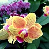 Mini orchidee - Orchidee - Orchidee piccole dimensioni