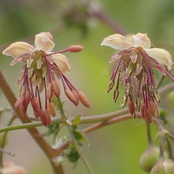 Plant World Seeds - Thalictrum Flavum Seeds: Amazon.co.uk: Garden ...
