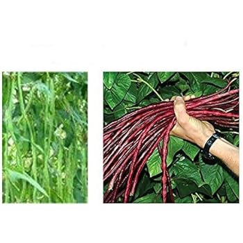 Meterbohne, Spargelbohne - 20 Samen: Amazon.de: Garten