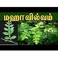 Maha Vilvam LIVE PLANT : Amazon.in: Garden & Outdoors