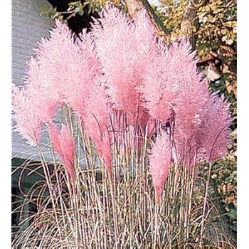 Grow Your Secret Garden Cortaderia Selloana Pampas Grass Pink Feather ...